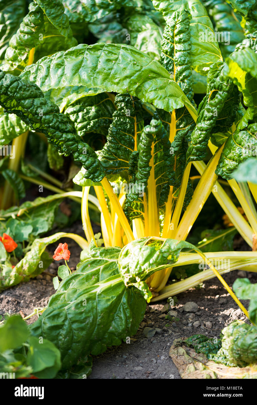 Yellow chard hi-res stock photography and images - Alamy