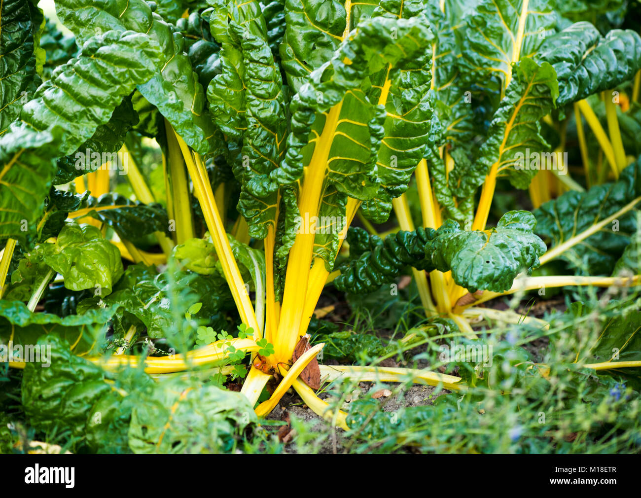 Swiss yellow chard is growing in the garden Stock Photo - Alamy