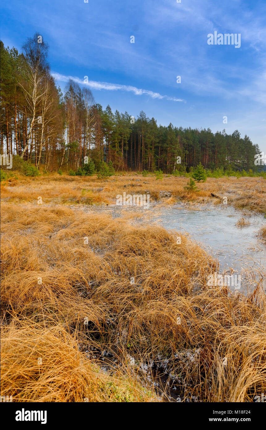Small, forzen mid-forest lake, Borzyszkowy village, Kaszuby region ...