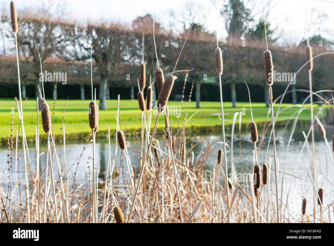 Tall thin bulrushes hi-res stock photography and images - Alamy