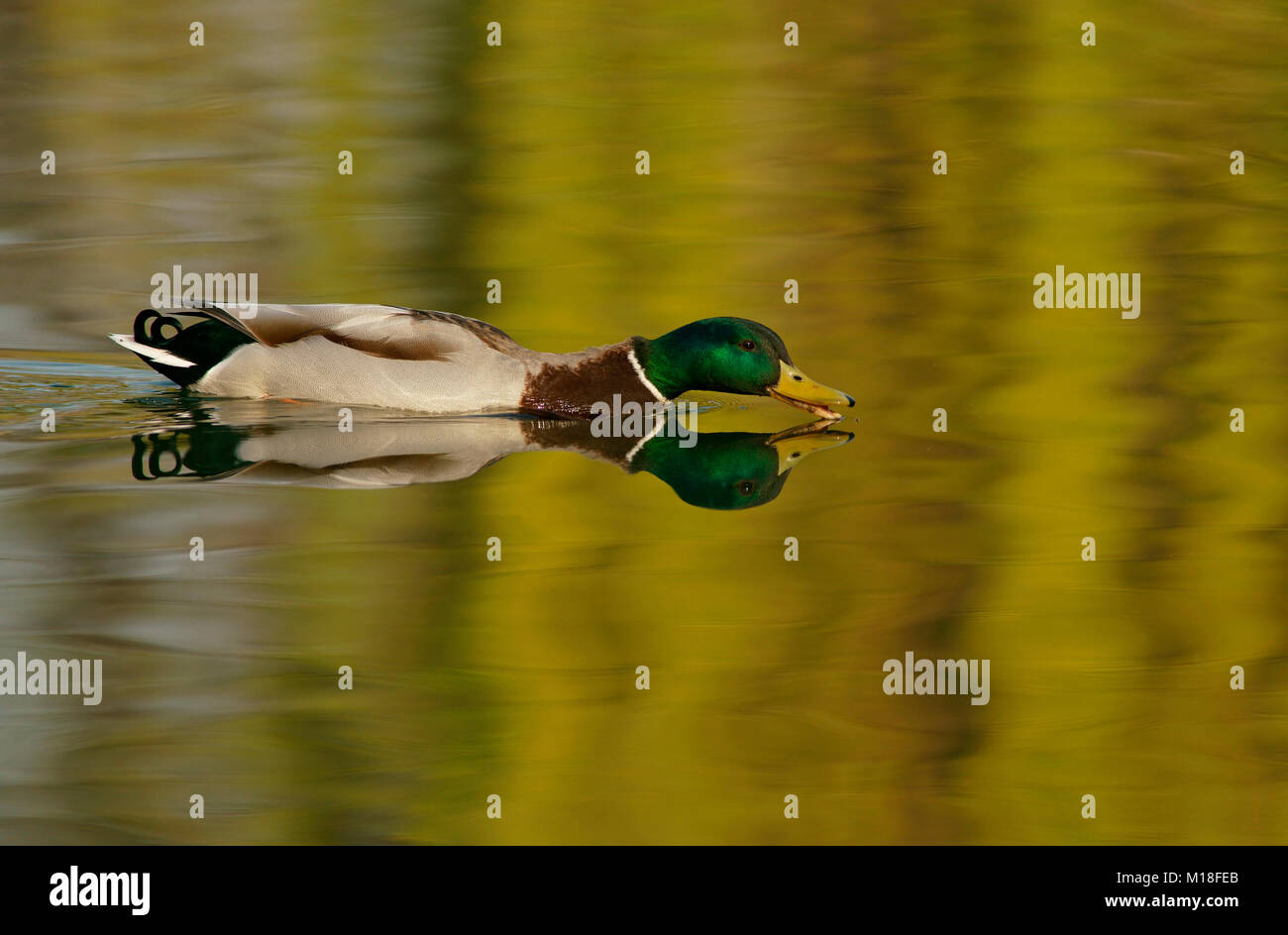Aggressive duck hi-res stock photography and images - Alamy