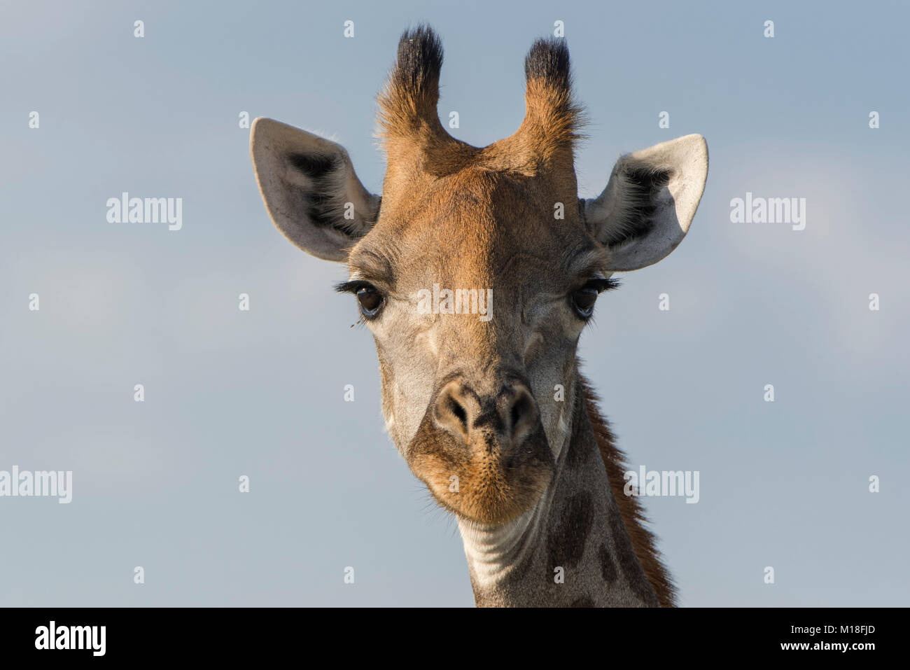 Giraffe (Giraffa camelopardalis),Portait,Nxai Pan National Park ...