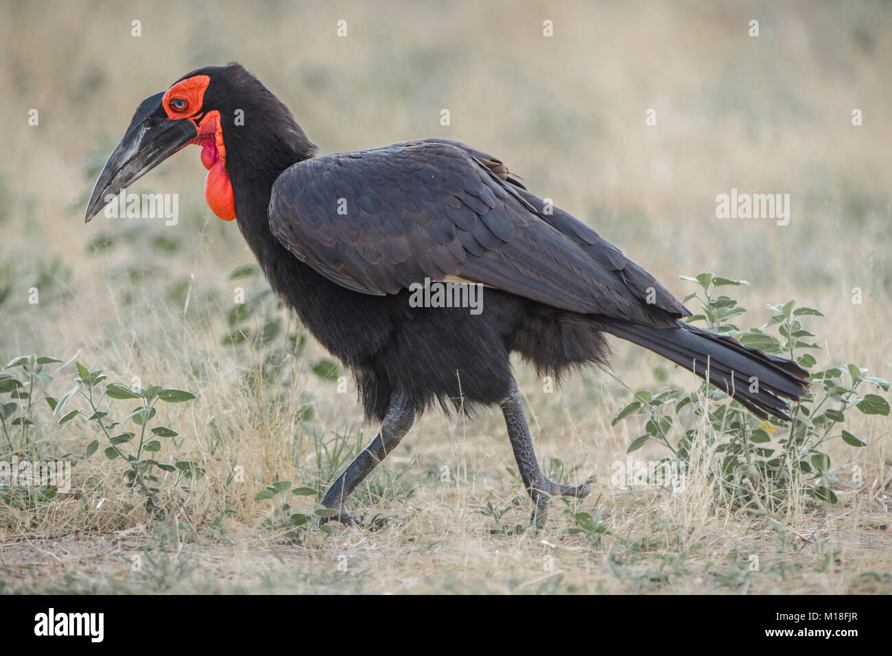 Southern Horned Raven (Bucorvus leadbeateri),running,Savuti,Chobe ...