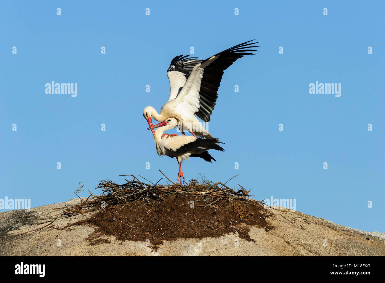 Copula hi-res stock photography and images - Alamy