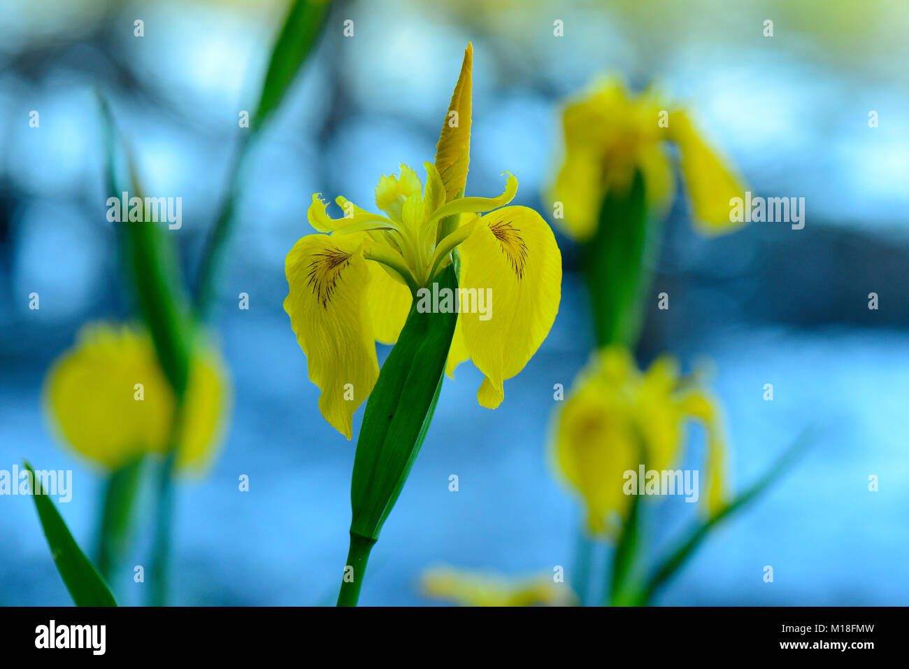 Yellow flower of the yellow flags (Iris pseudacorus),North Rhine ...