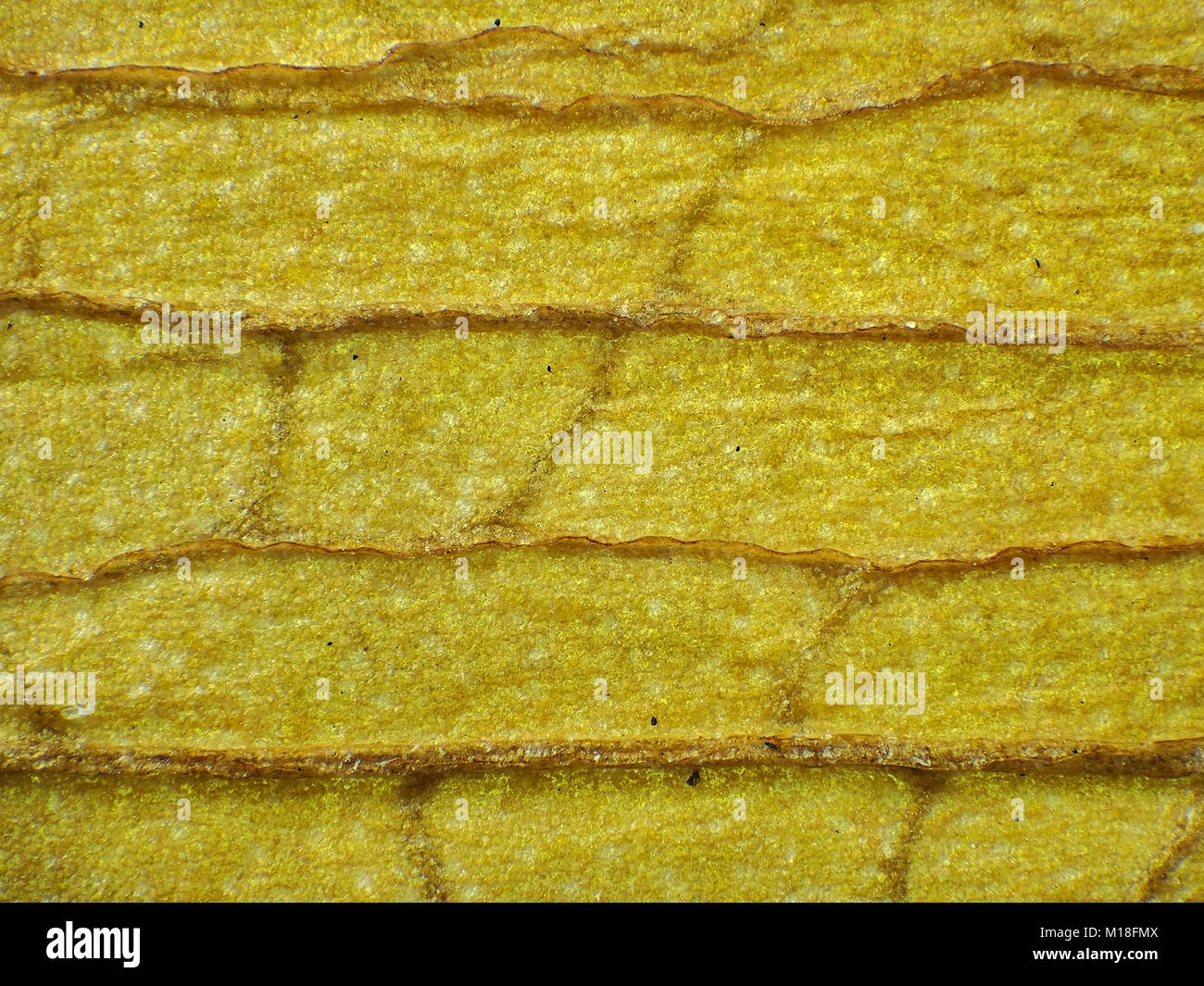 Leaf under microscope hi-res stock photography and images - Alamy