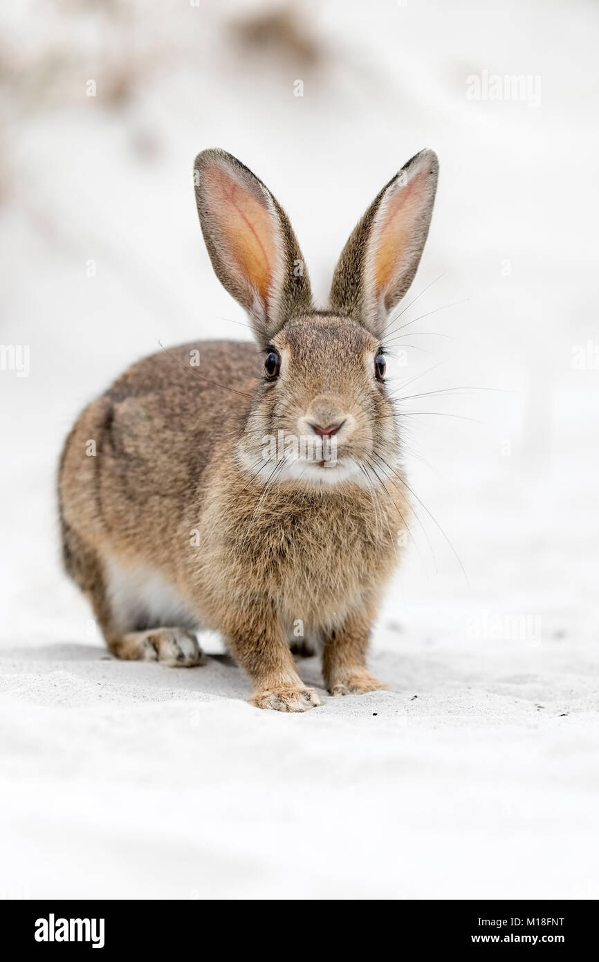 European rabbit (Oryctolagus cuniculus) in Sand Dune,National Park ...