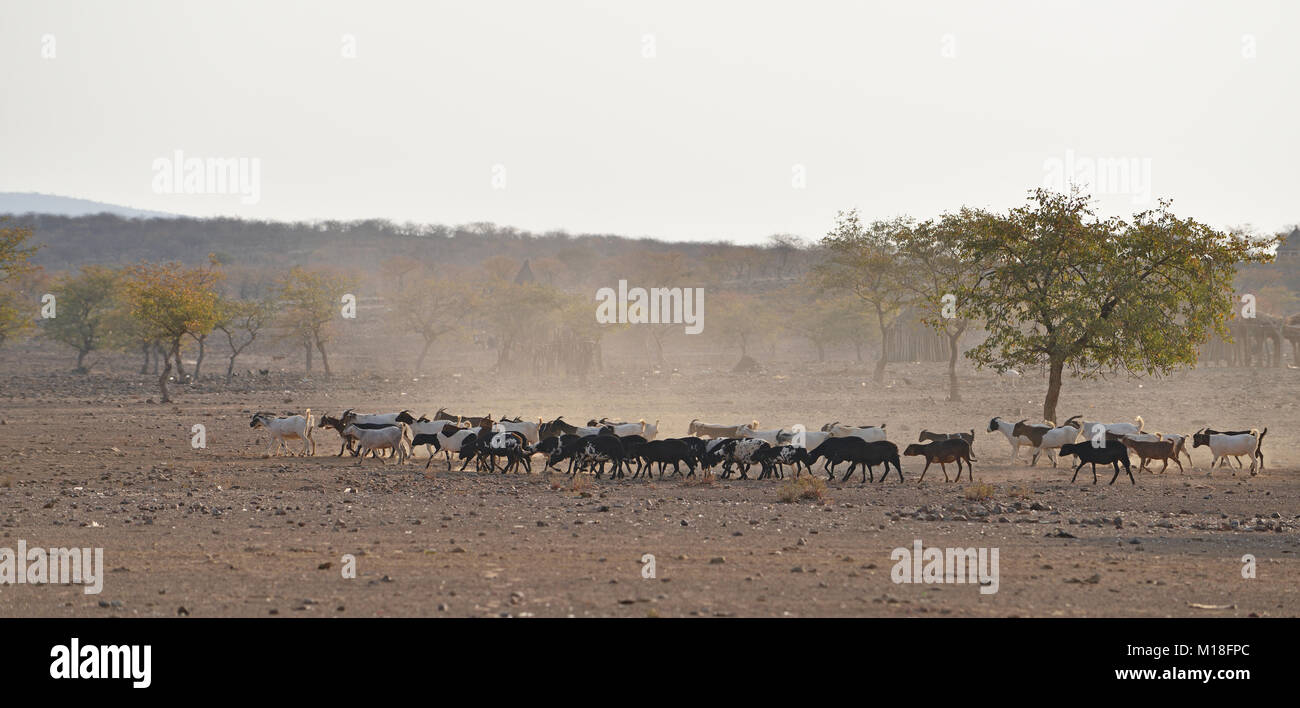 Cattle farming namibia hi-res stock photography and images - Alamy