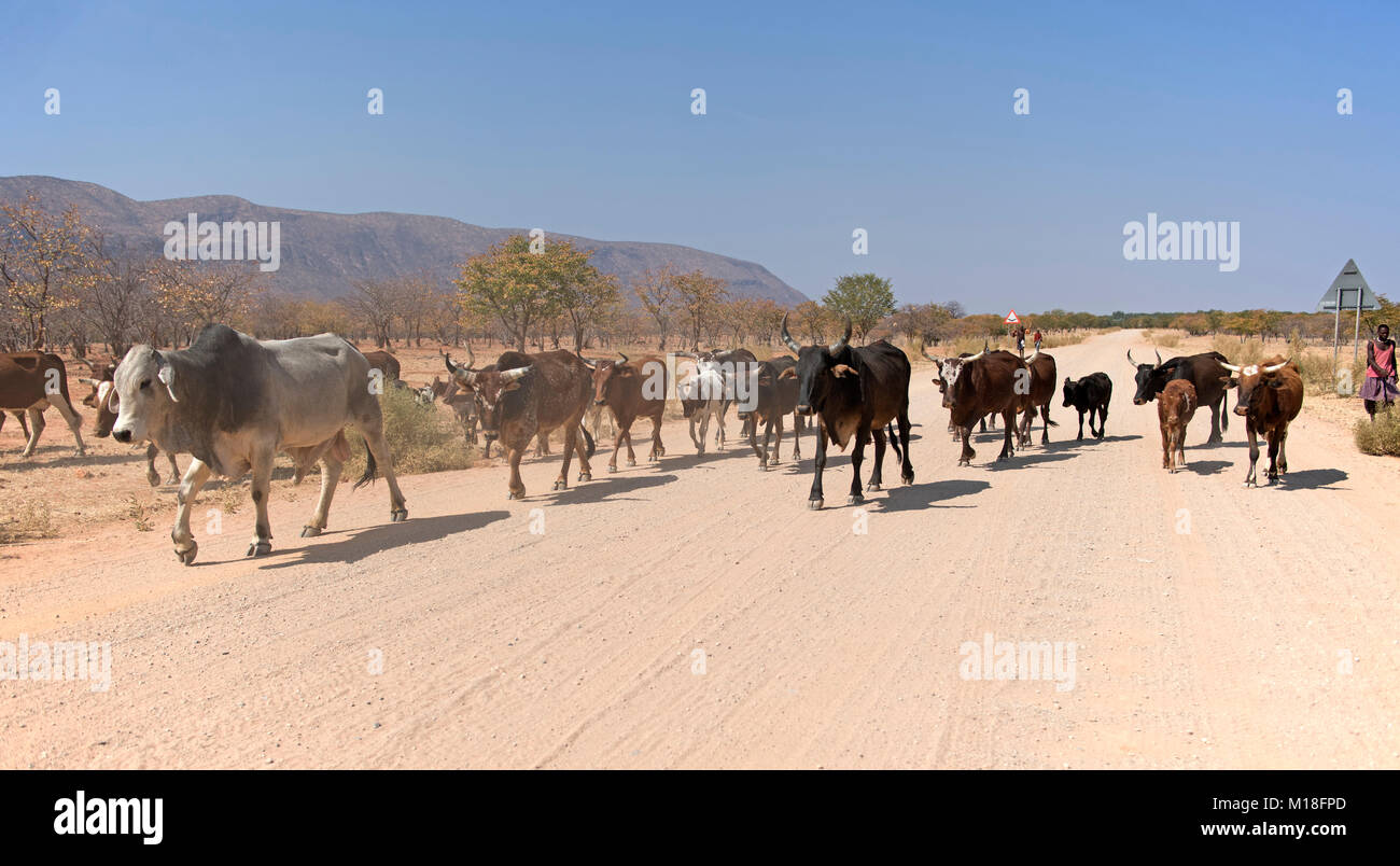 Cattle farming namibia hi-res stock photography and images - Alamy