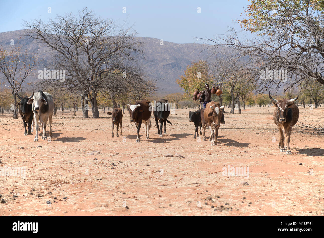 Cattle farming namibia hi-res stock photography and images - Alamy