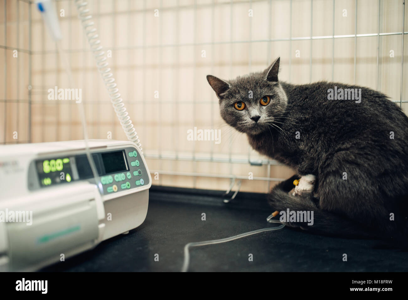 Cat on a drip after surgery operation in veterinary clinic. Vet ...