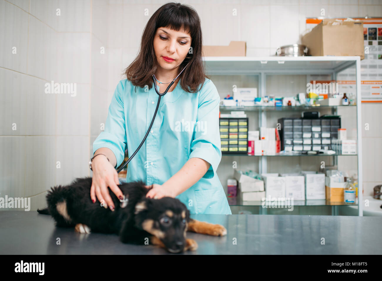 Female veterinarian examining dog, veterinary clinic. Vet doctor ...