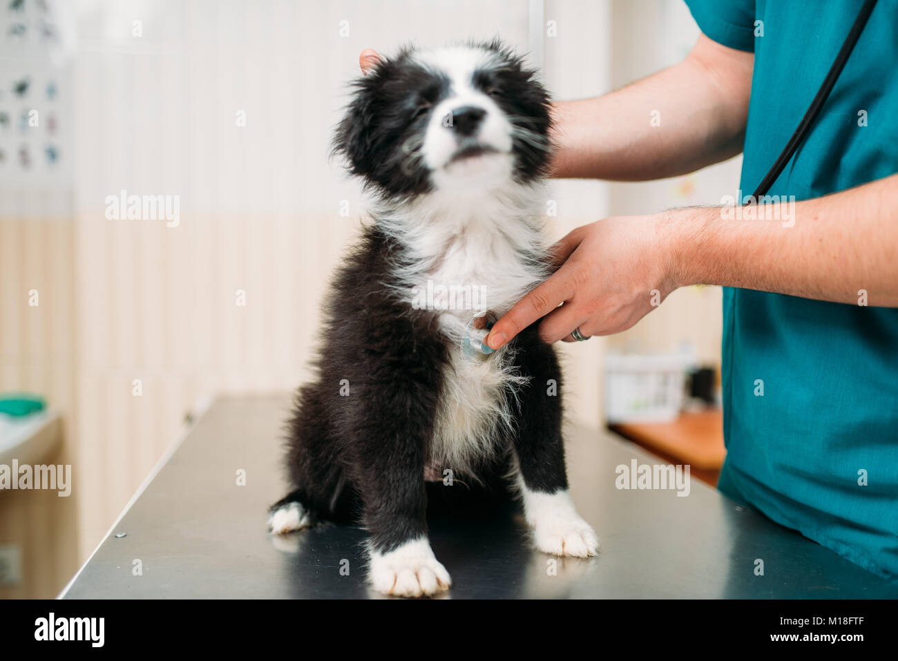 Male veterinarian examining dog, veterinary clinic. Vet doctor ...