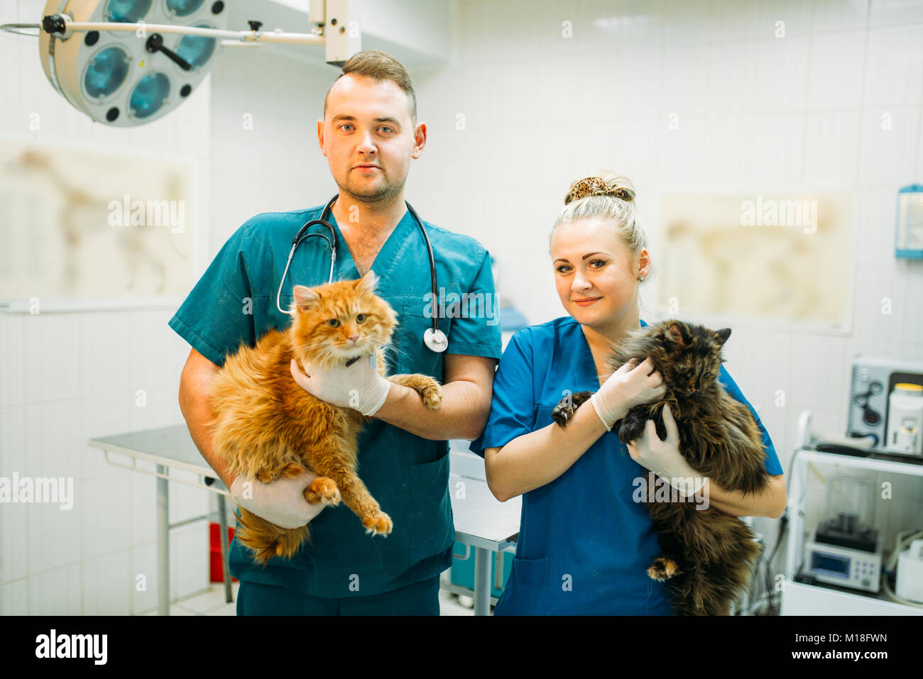 Professional veterinarians poses with cats, veterinary clinic. Vet ...