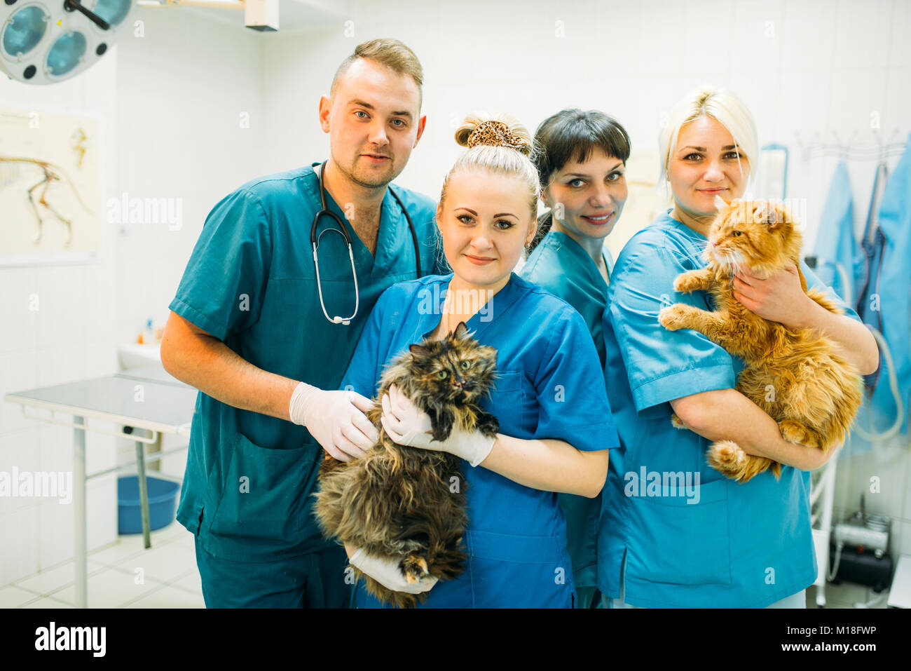 Veterinarians poses with cats, veterinary clinic. Vet doctors with cute ...
