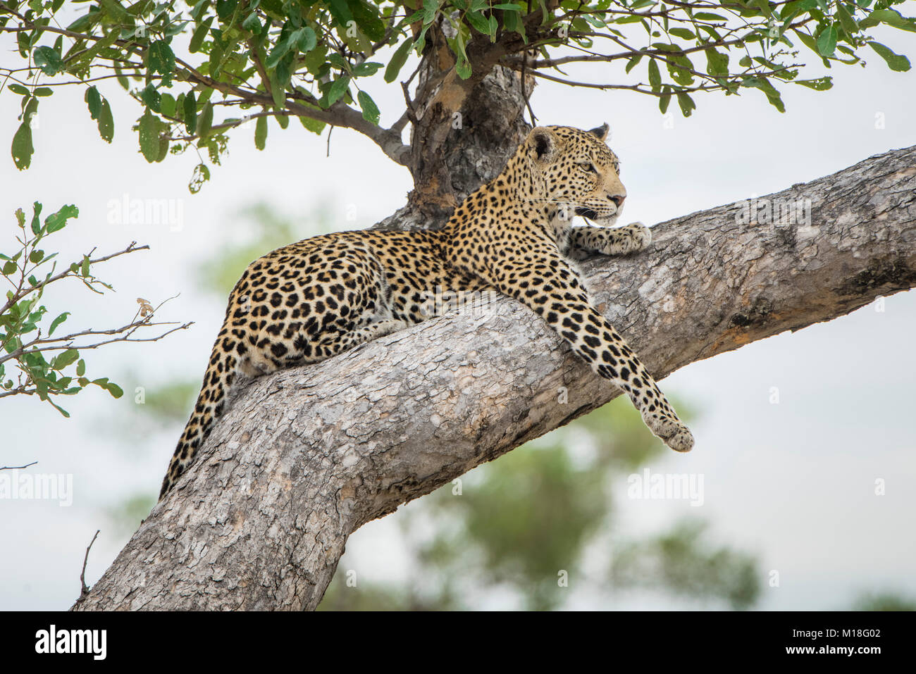 Leopard lying on tree hi-res stock photography and images - Alamy