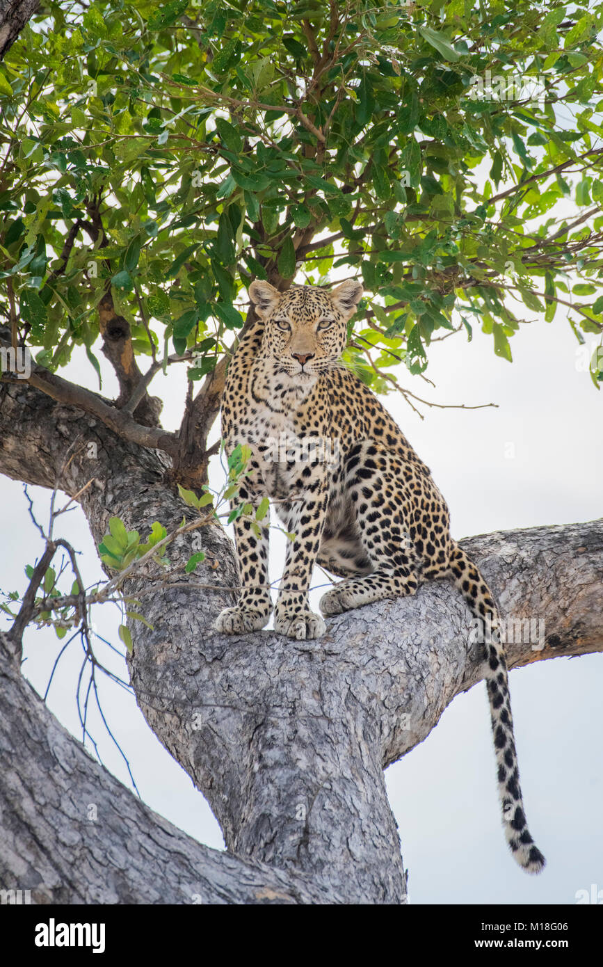 Leopard sitting on tree hi-res stock photography and images - Alamy