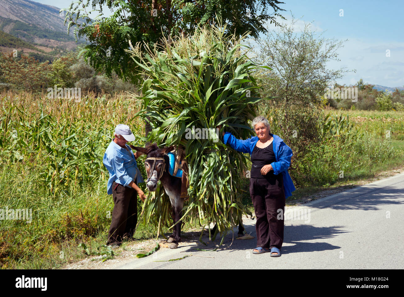Donkey,transporting corn perennials,near Kelcyra,Albania Stock Photo ...