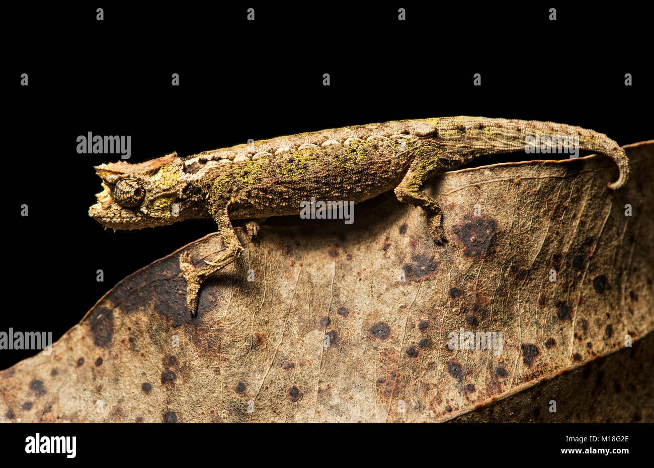 Chameleon (Brookesia superciliaris),Anjozorobe National Park,Madagascar ...