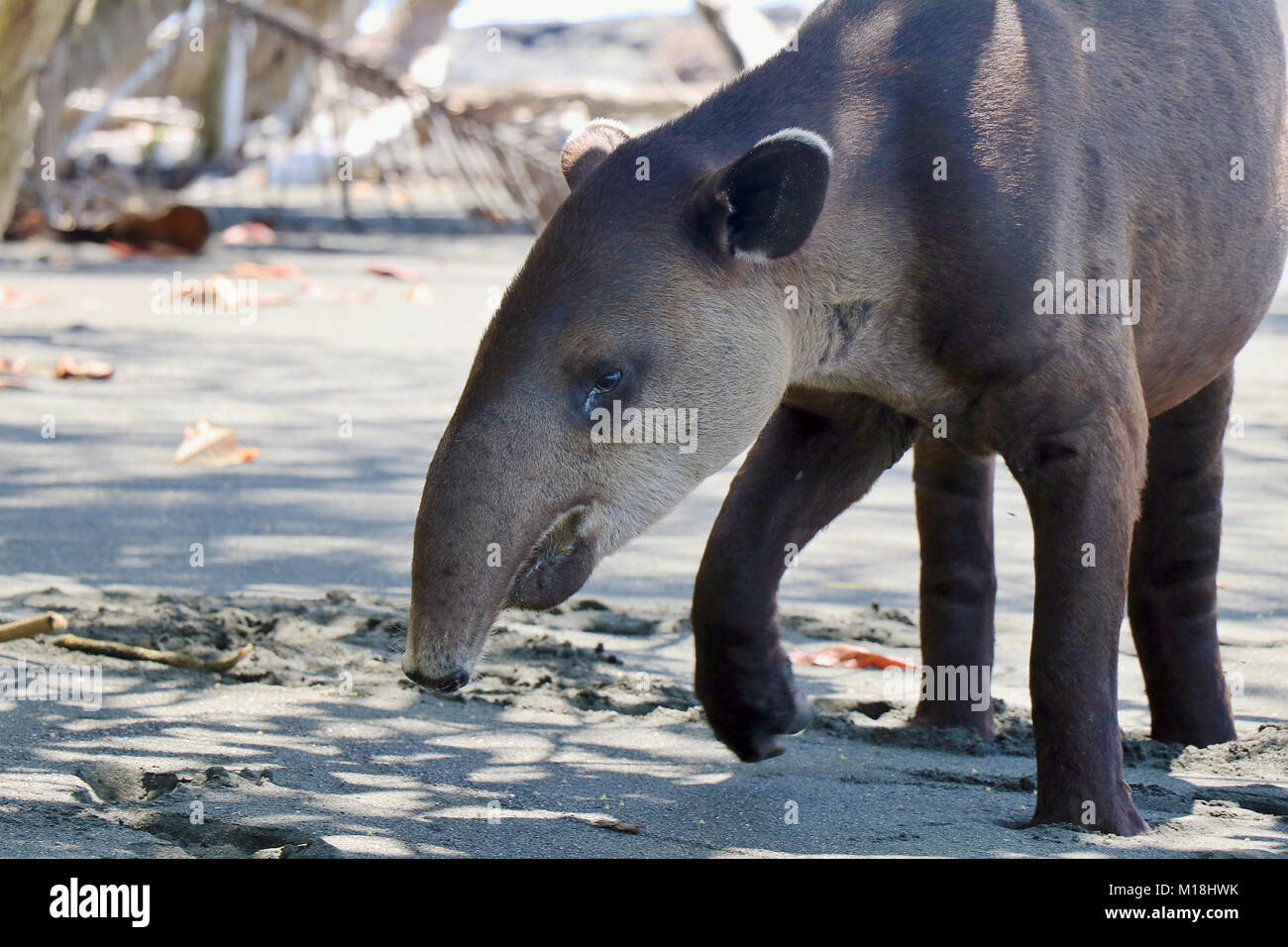 Wild Baird's Tapir (Tapirus bairdii) walking along a beach in the ...