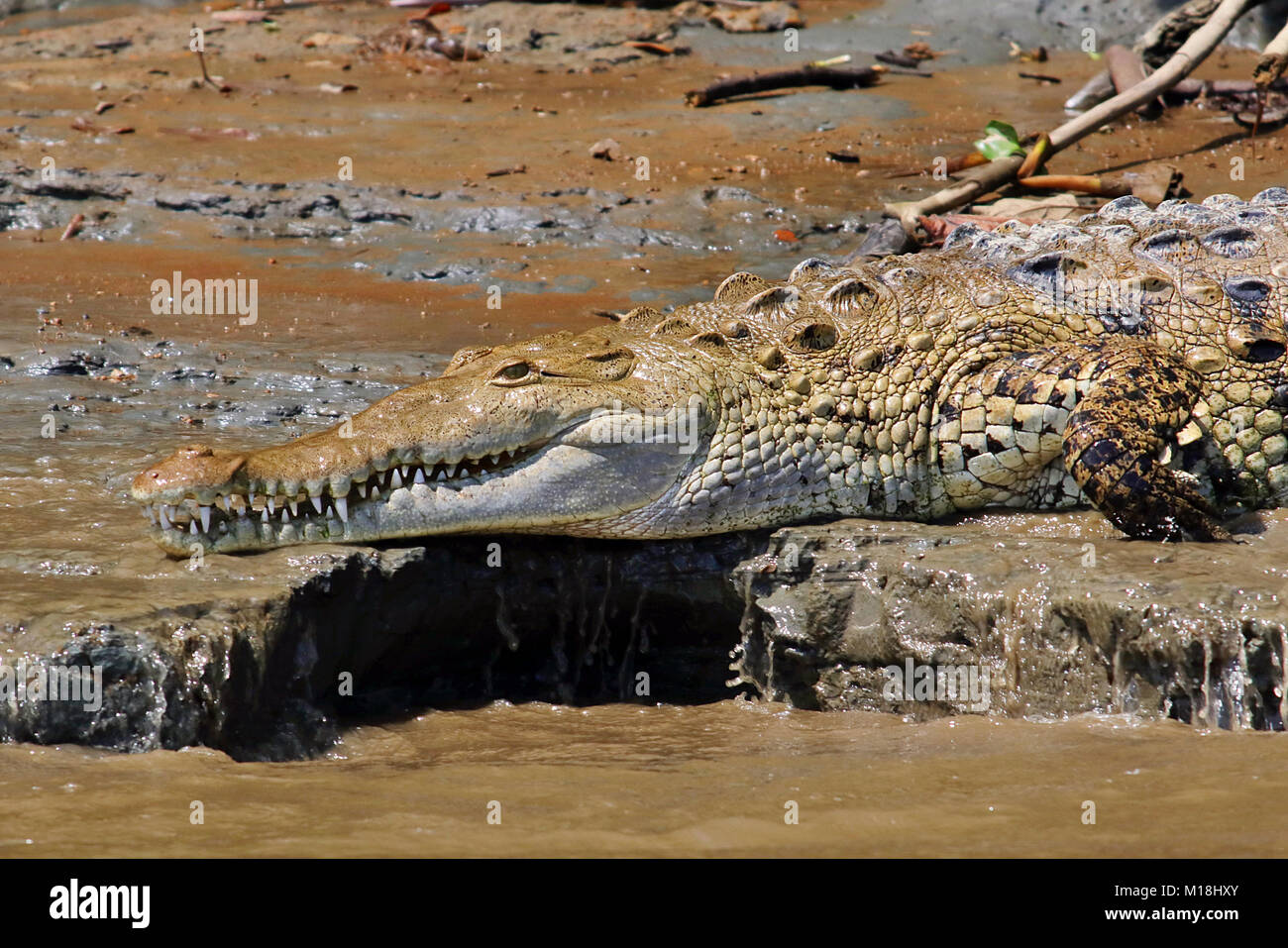 American Crocodile (Crocodylus acutus) lying in mud on the banks of the ...