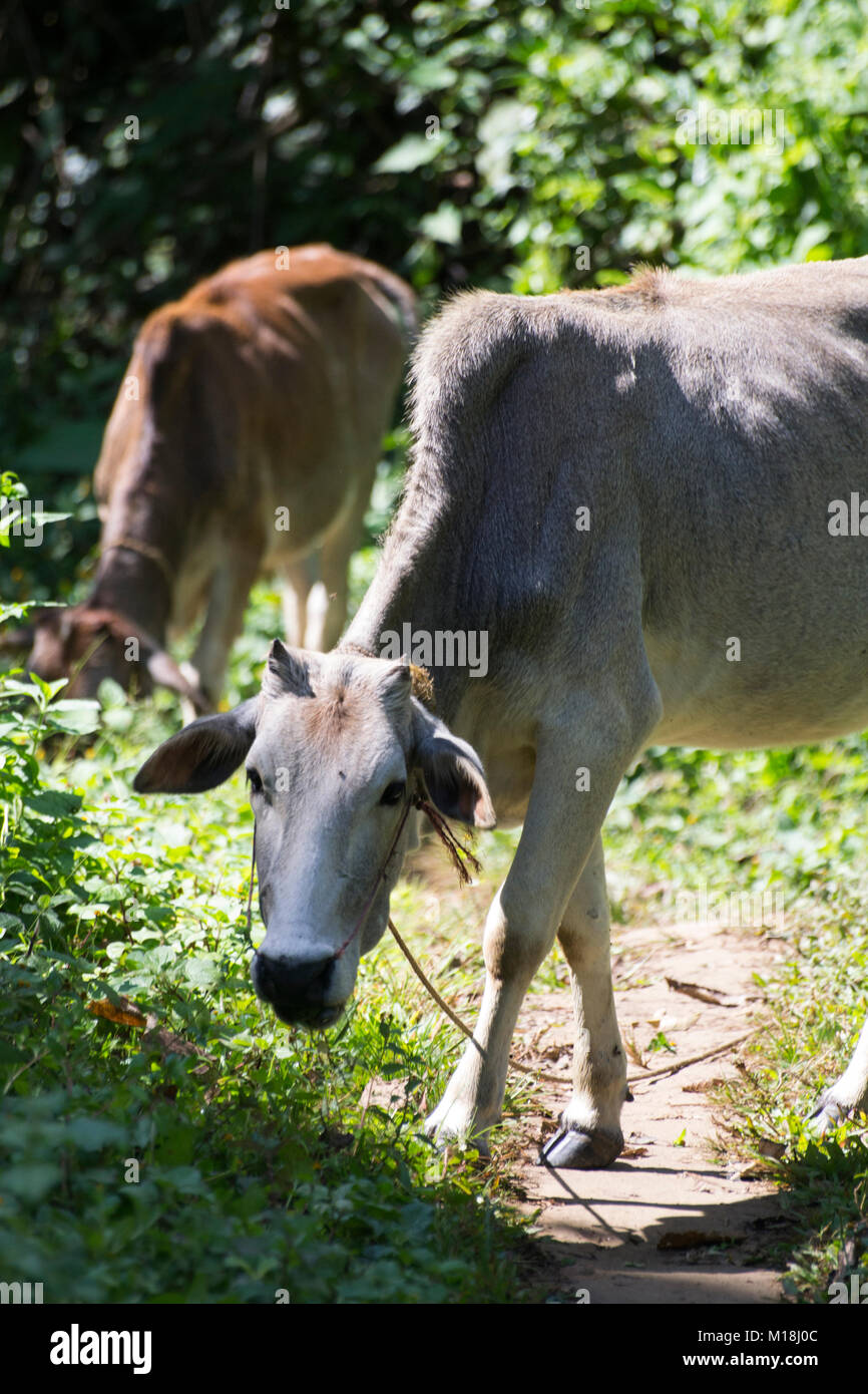 India animal hi-res stock photography and images - Alamy