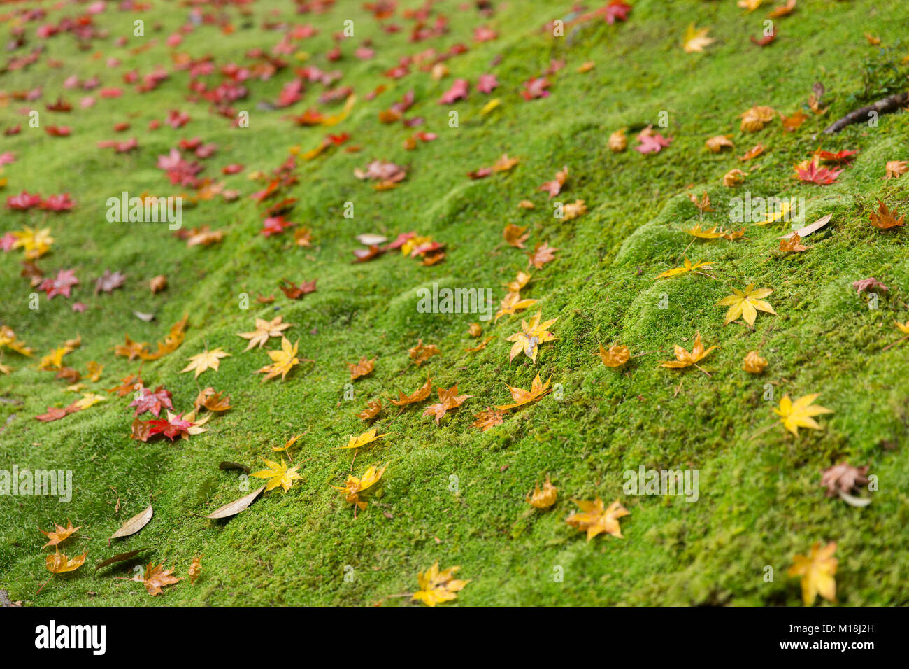 Green moss with maple leaf drop rainforest ground in autumn season ...