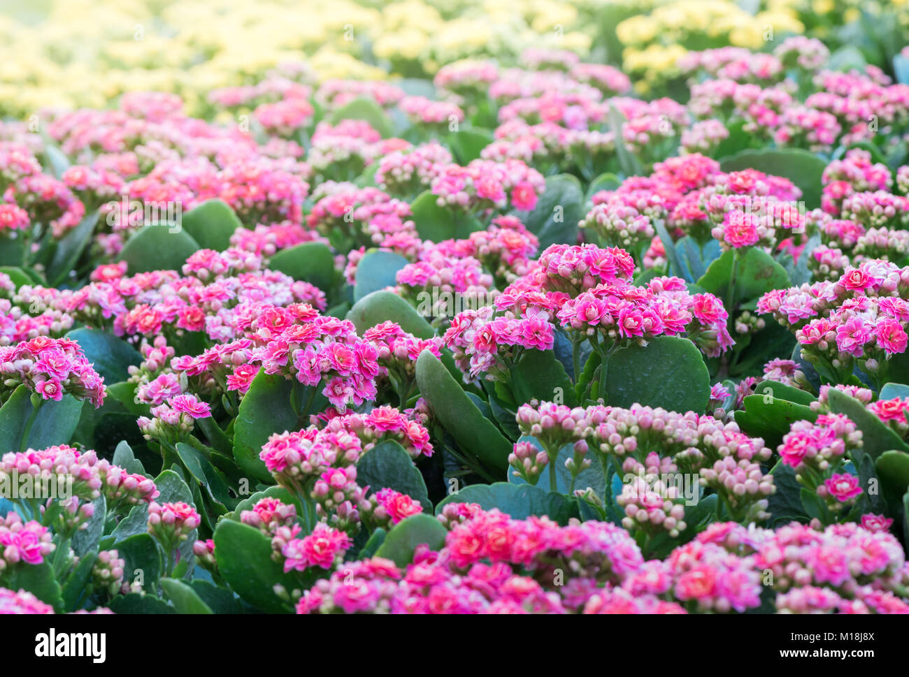 beautiful pink Kalanchoe or Flaming Katy flower in garden Stock Photo ...