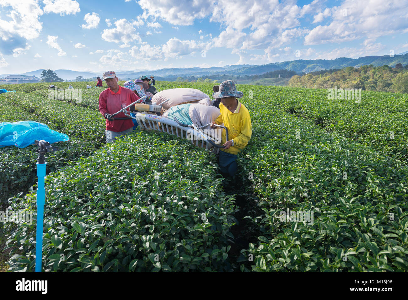 Chiang rai thailand jan hi-res stock photography and images - Alamy
