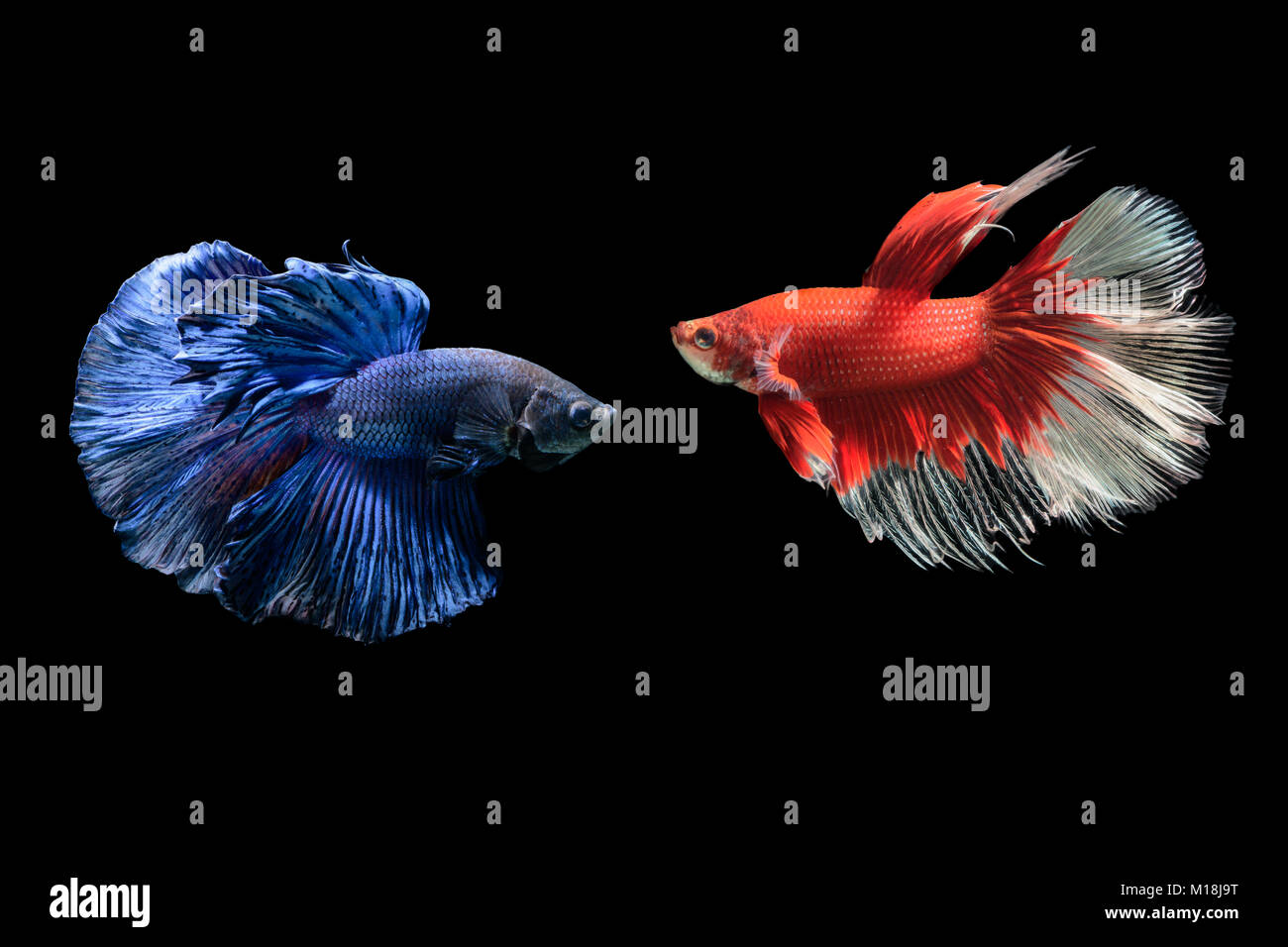 blue and red siamese fighting fish, betta splendens isolated on black ...