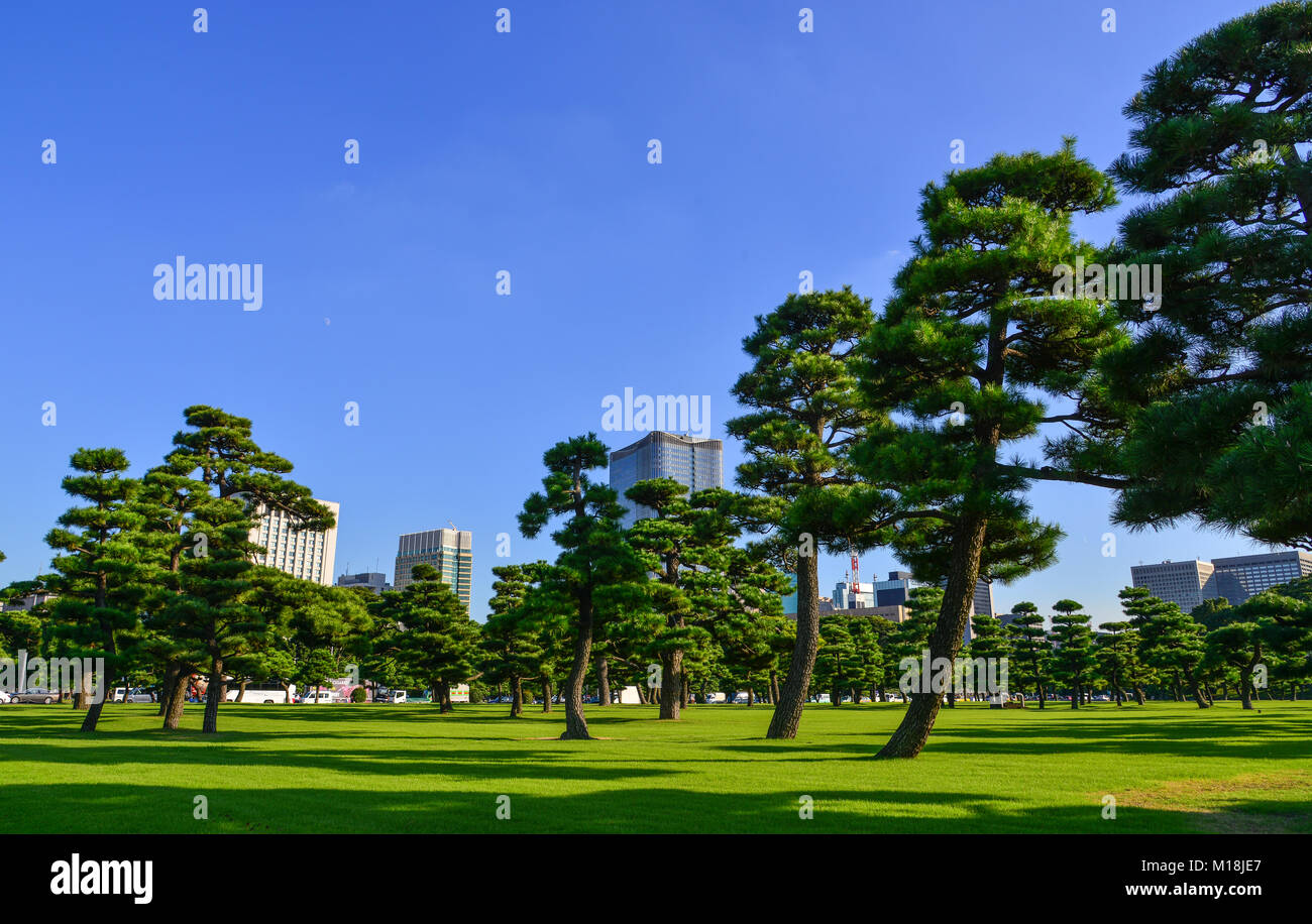 Tokyo, Japan - Sep 29, 2017. Pine tree park at the center of Tokyo ...