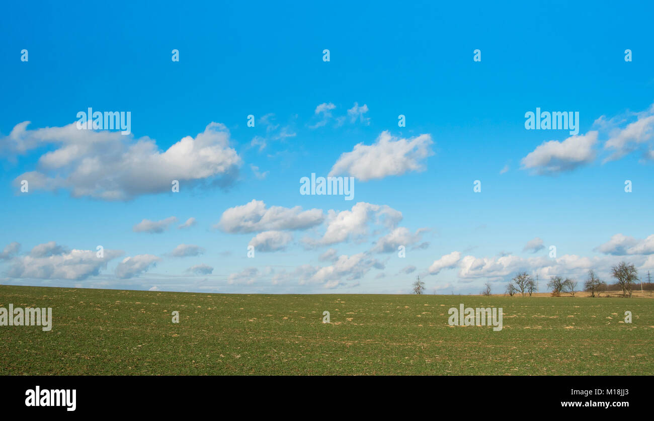winter wheat in early spring. Close up Stock Photo - Alamy