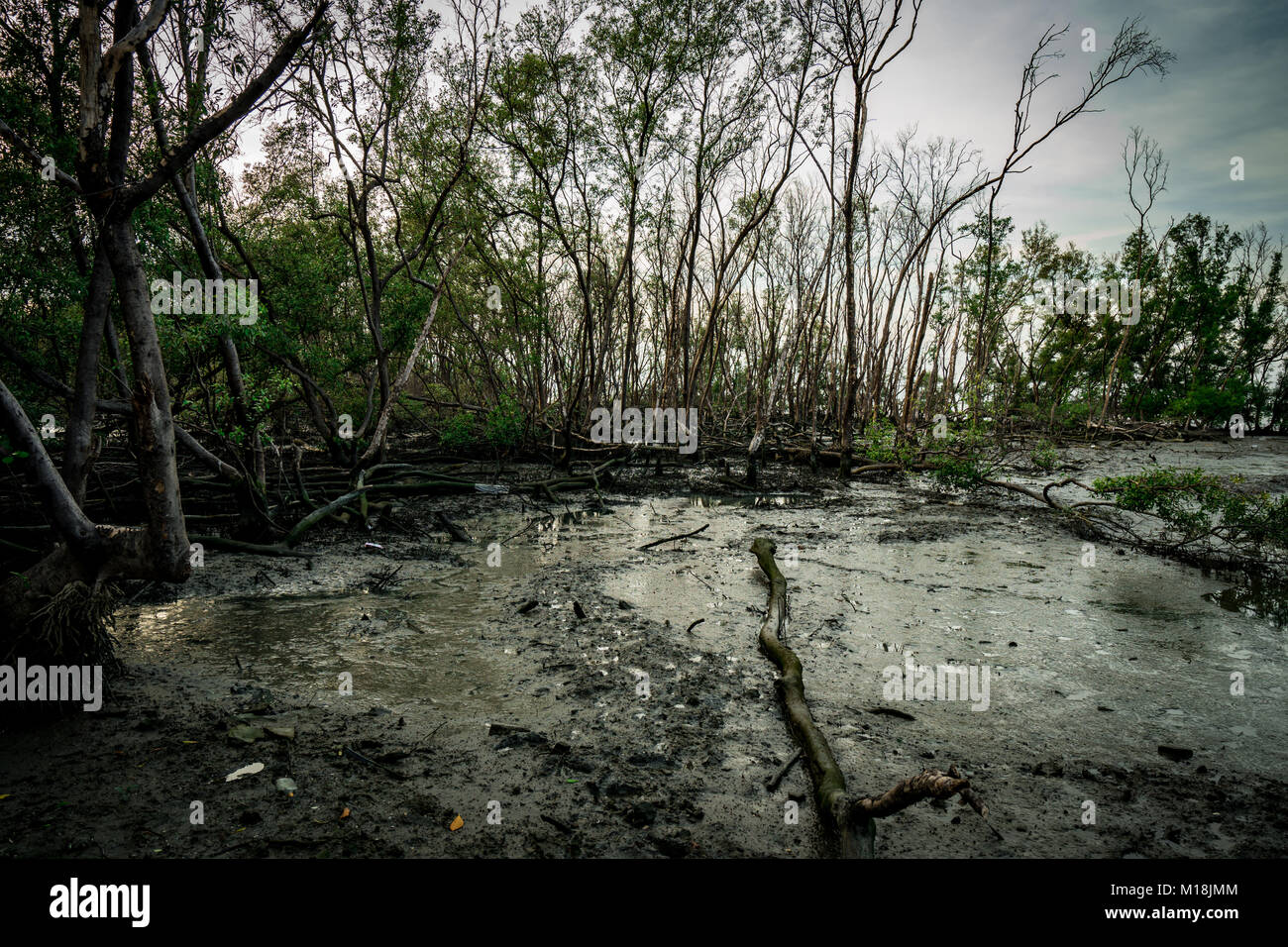 Green leaves of mangrove tree and dead tree in mangrove forest as ...