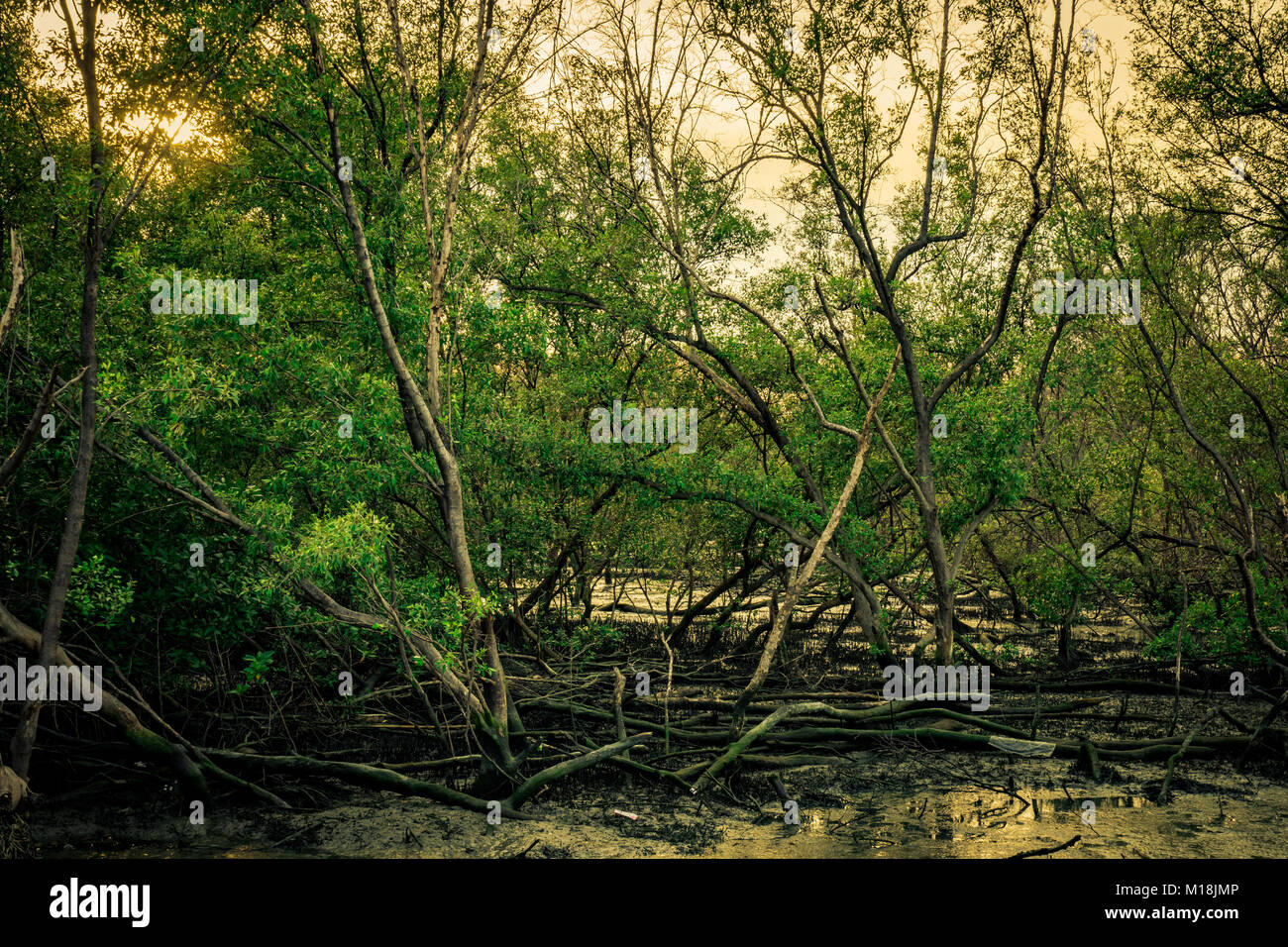 Green leaves of mangrove tree and dead tree in mangrove forest as ...