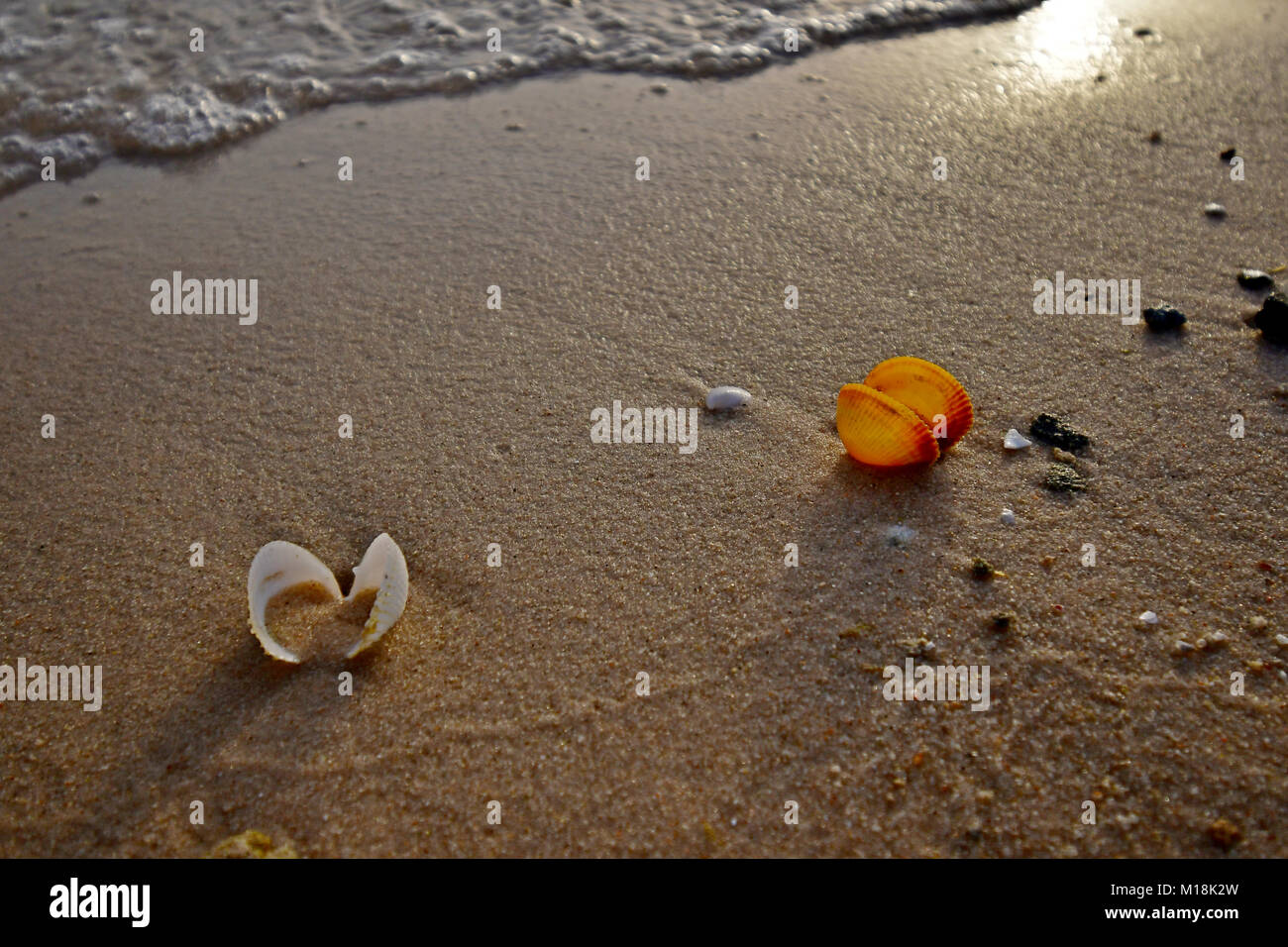Sea shells, and she life on the sandy beach at sunset time Stock Photo ...