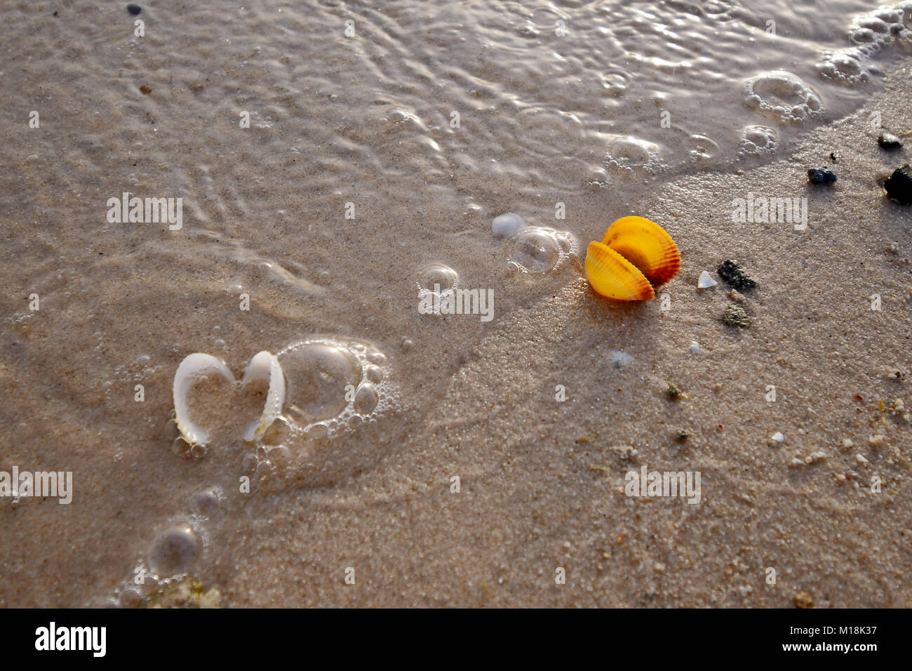 Sea shells, and she life on the sandy beach at sunset time Stock Photo ...