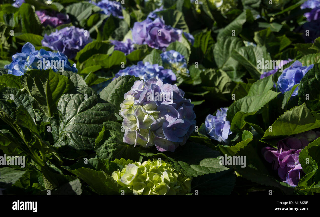 Blue hydrangea flowers Stock Photo - Alamy
