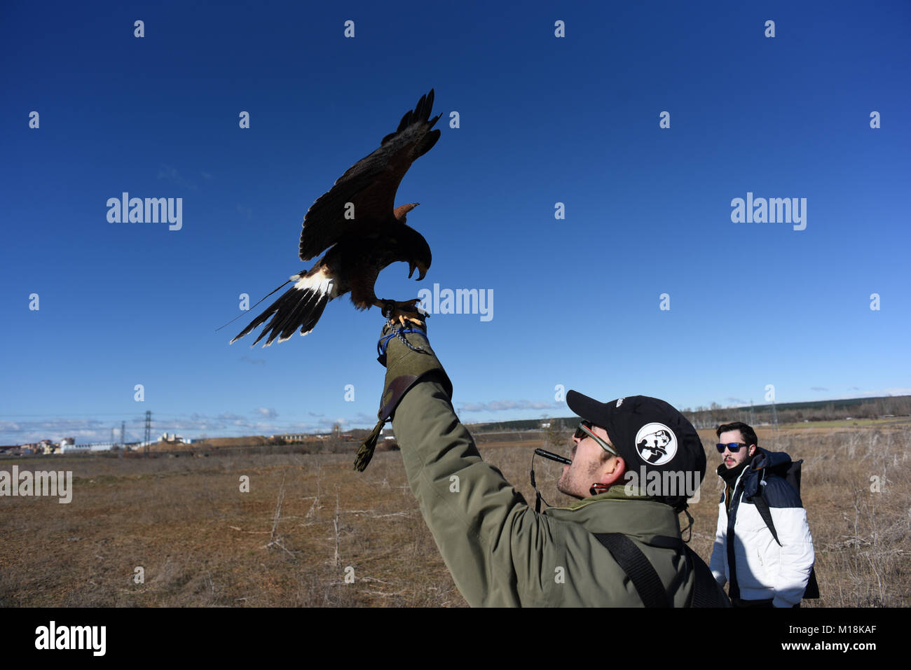 Almazán, Spain. 27th Jan, 2018. Juan Pico, one of the last falconers of ...