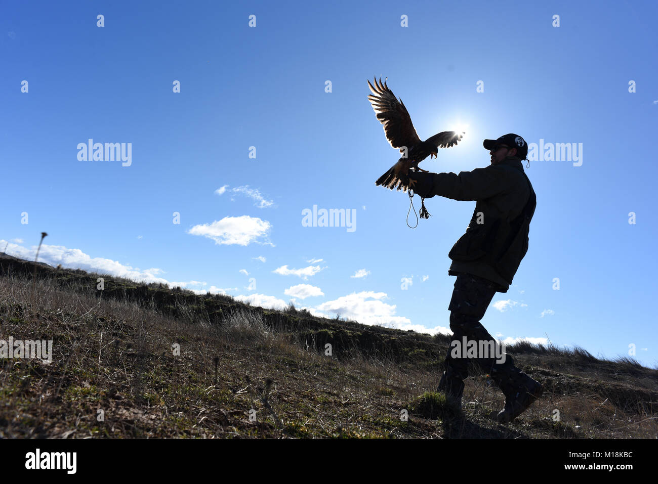 Almazán, Spain. 27th Jan, 2018. Juan Pico, one of the last falconers of ...