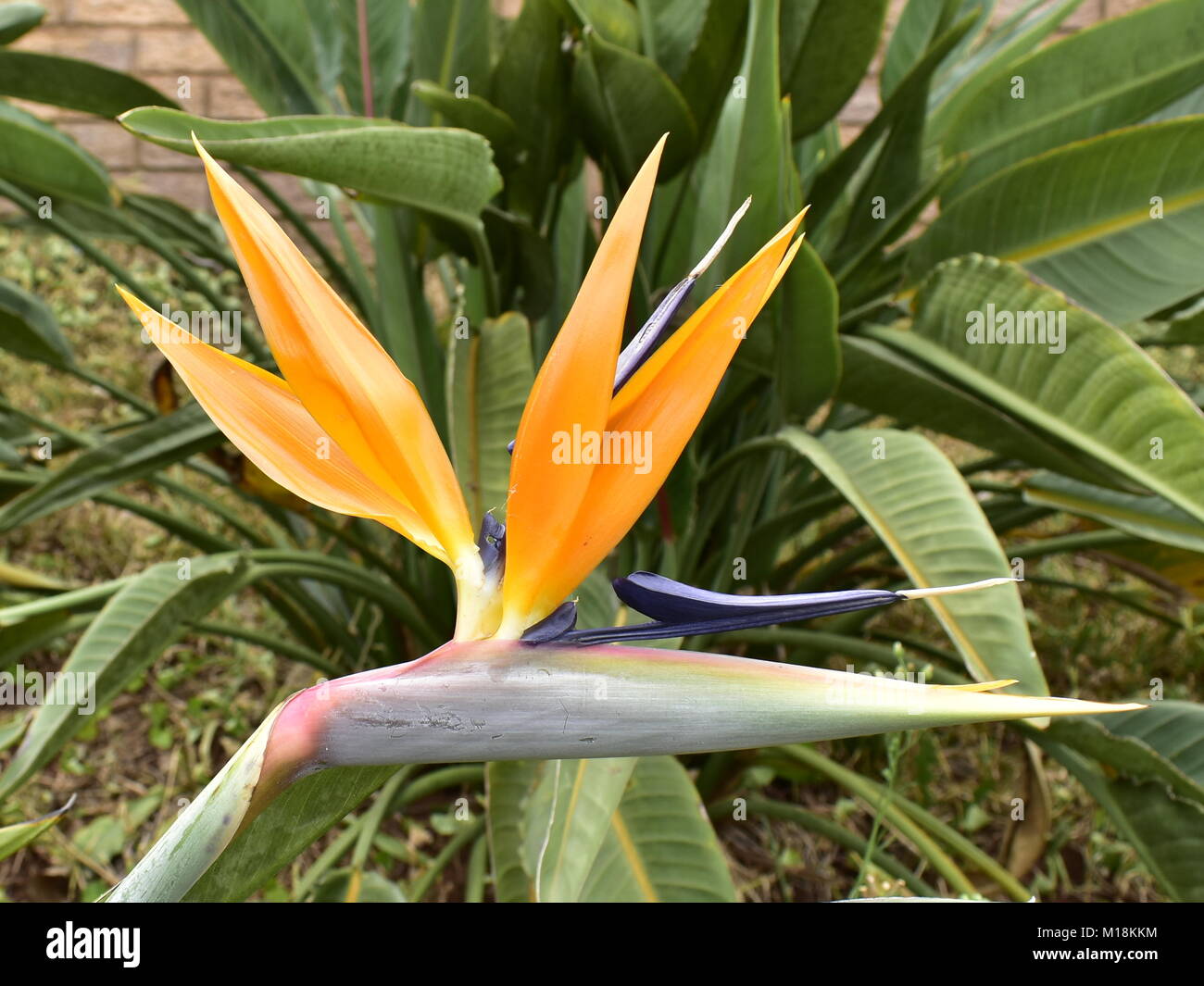 Magnificent flower hi-res stock photography and images - Alamy