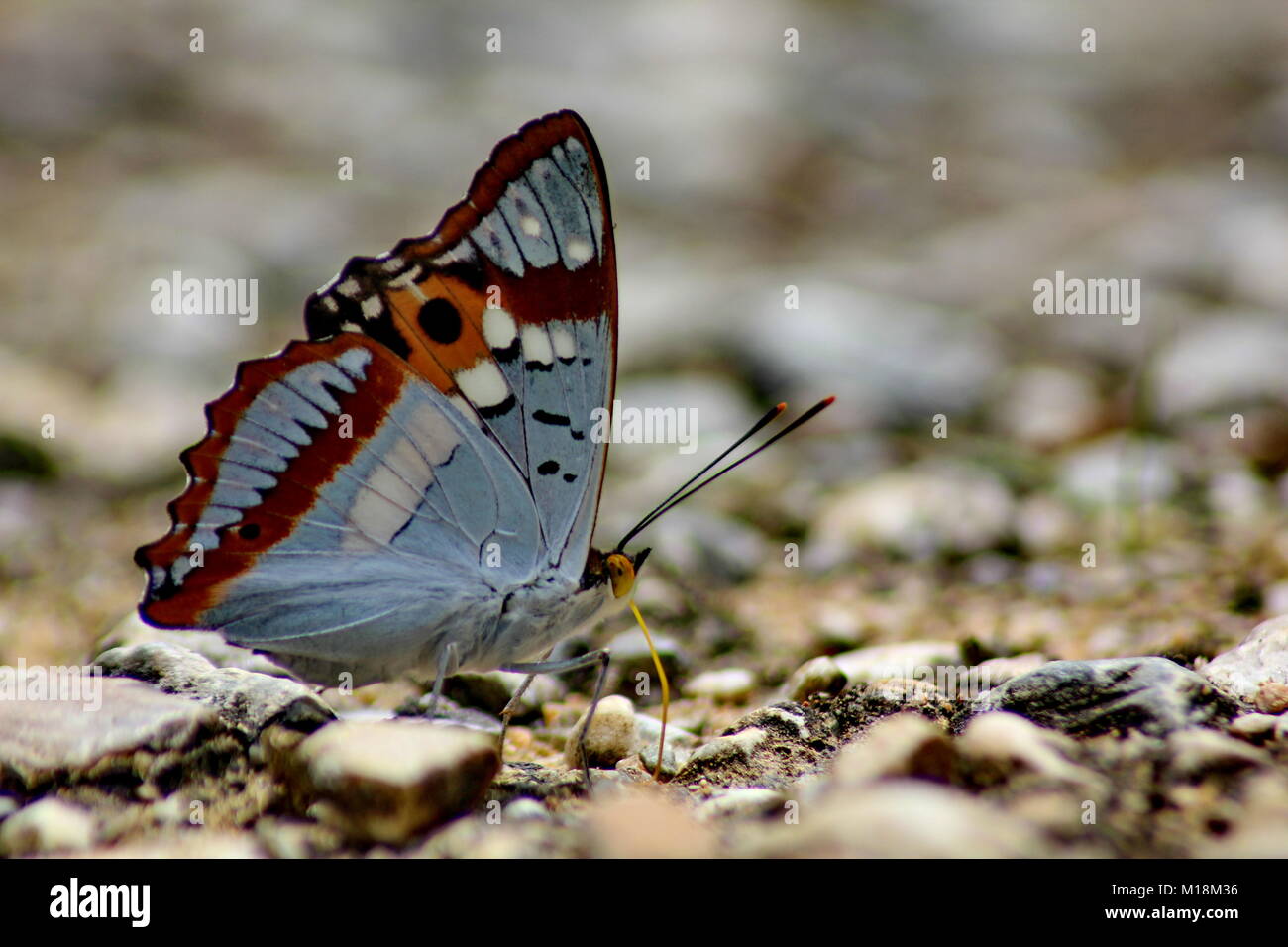 Close-up White Butterfly on sand from Thailand Stock Photo - Alamy