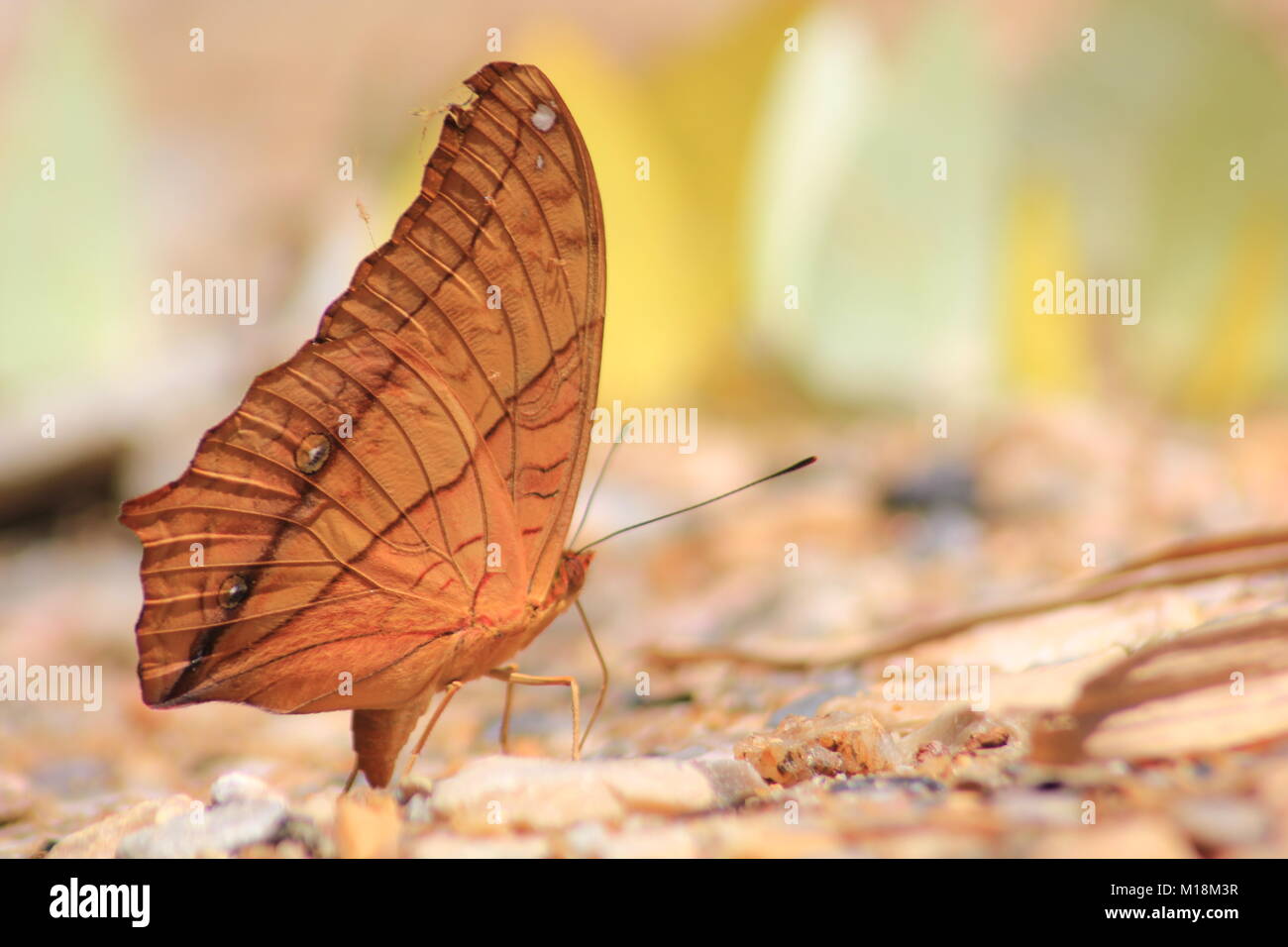 Brown white butterfly sand hi-res stock photography and images - Alamy