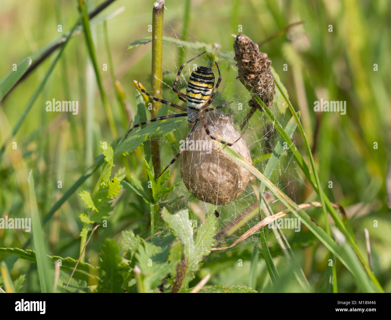 Wasp Spider, Argiope bruennichi Stock Photo - Alamy