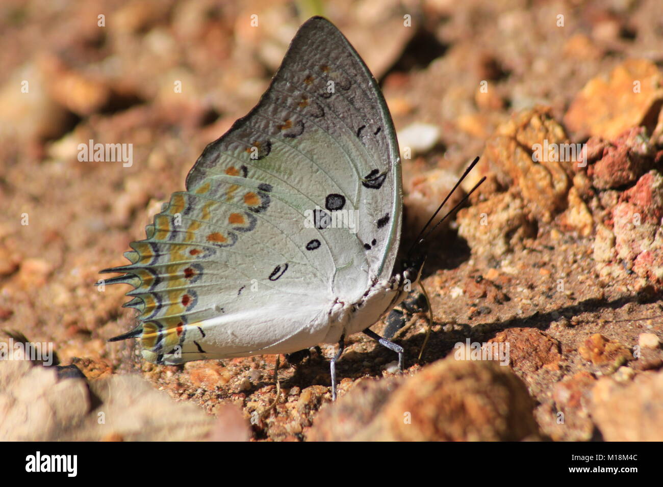 Close-up White Butterfly on sand from Thailand Stock Photo - Alamy