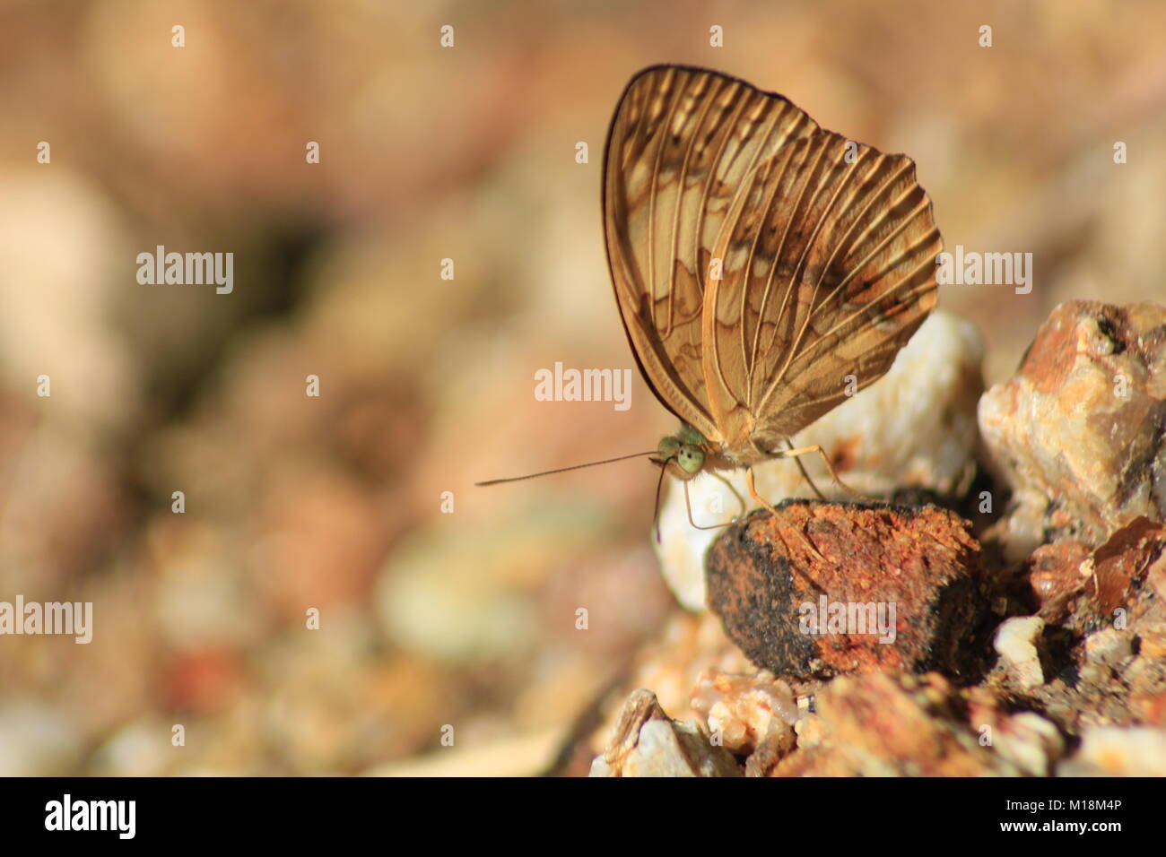 Close-up White Butterfly on sand from Thailand Stock Photo - Alamy