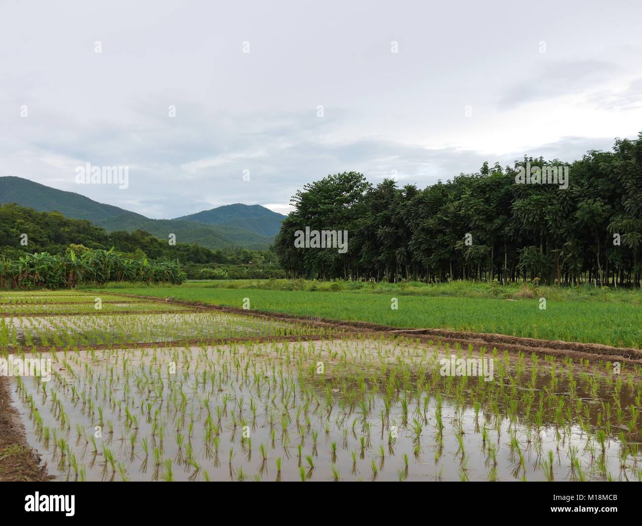 Rice field in Thai mountains Stock Photo - Alamy
