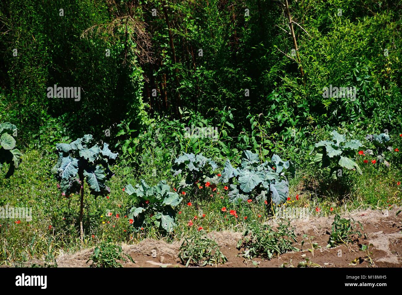 Vegetable plot plots hi-res stock photography and images - Alamy