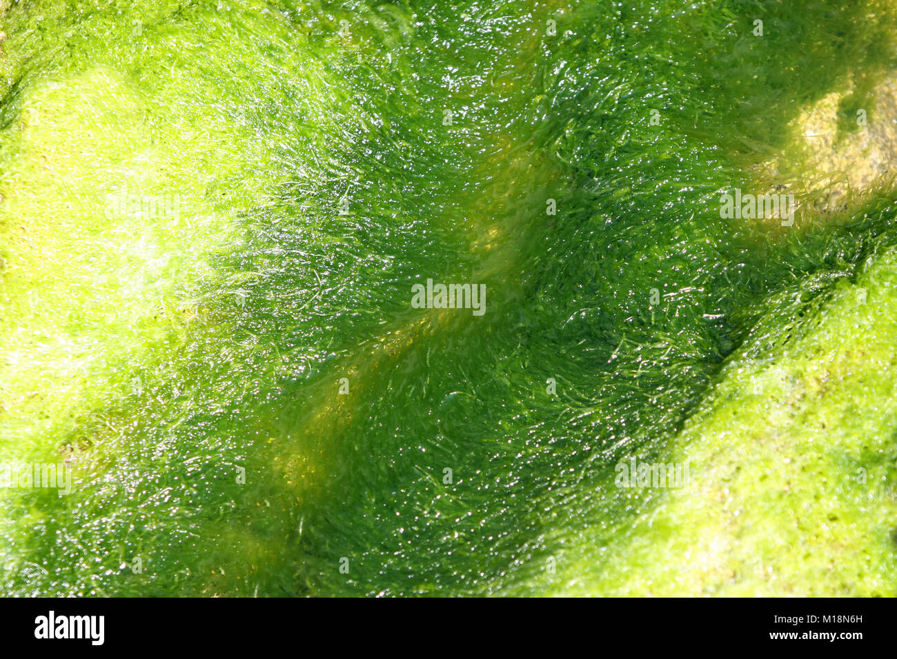 details of green algae, moss texture in closeup Stock Photo - Alamy