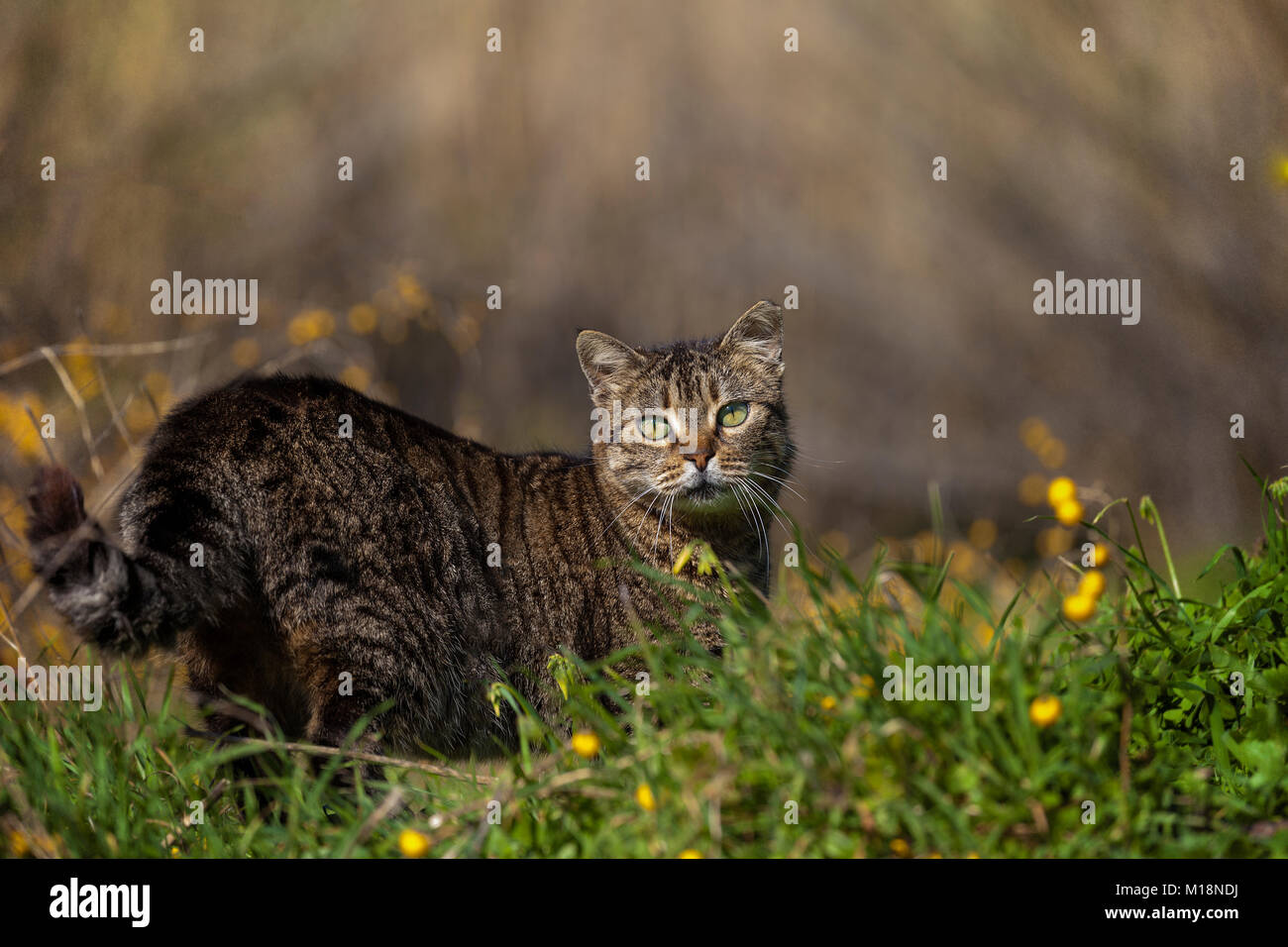 Feral cat outside hi-res stock photography and images - Alamy