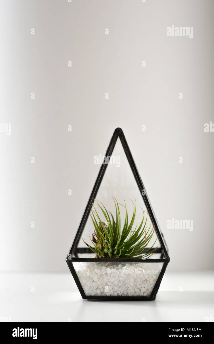 Succulent plant in glass pyramid Stock Photo - Alamy